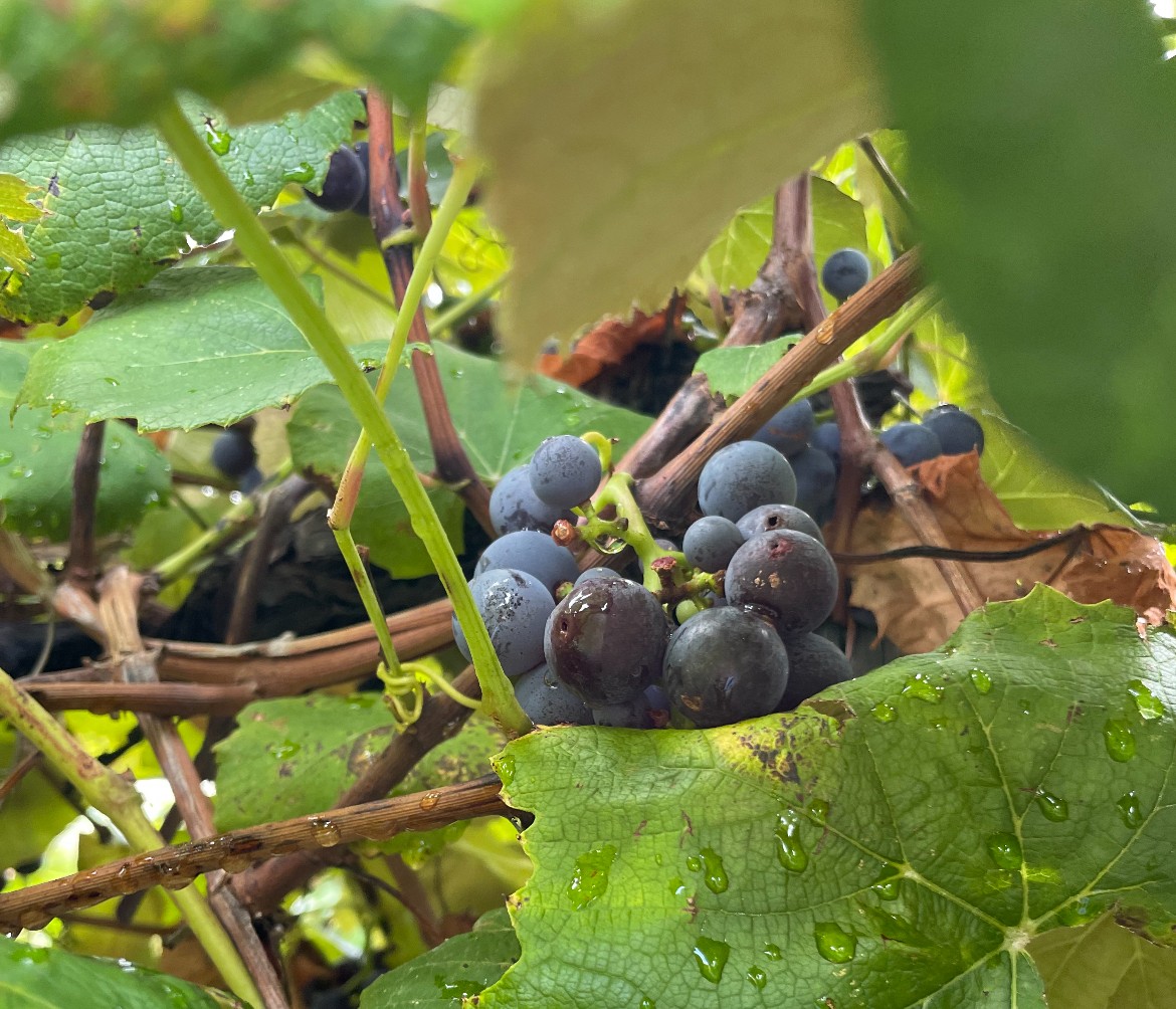 Weather’s Wrath Unforgiving For County’s Grapes | News, Sports, Jobs ...